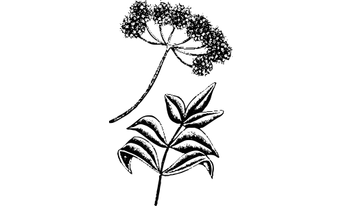 Katipō Gin – Katipō Distilling Co.